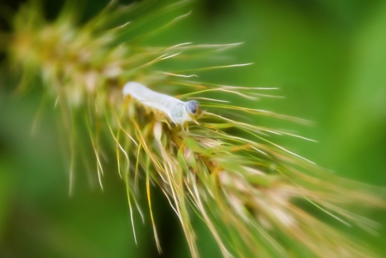 Deadly When Dry: 10 Things to Know About Foxtail Plant Awns – Dev Board